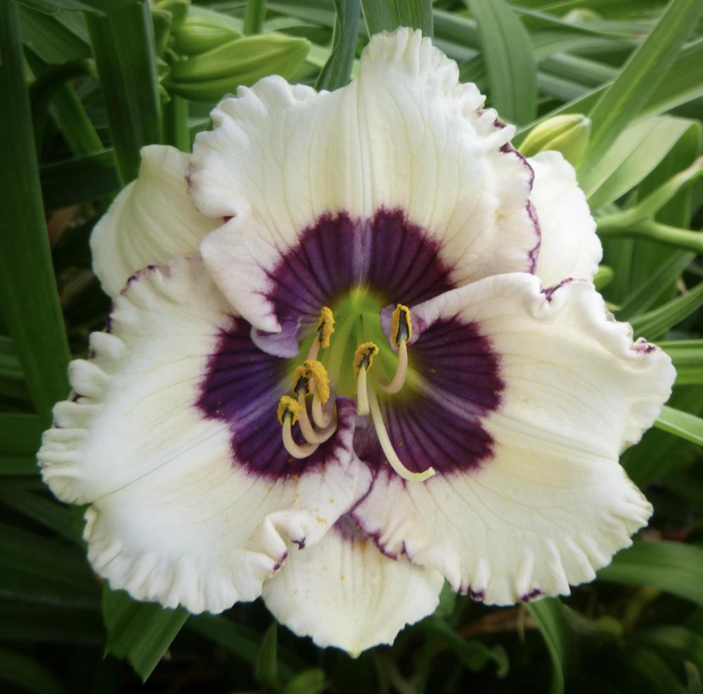 Daylily (Hemerocallis 'Adena Diamond Dan') in the Daylilies Database ...