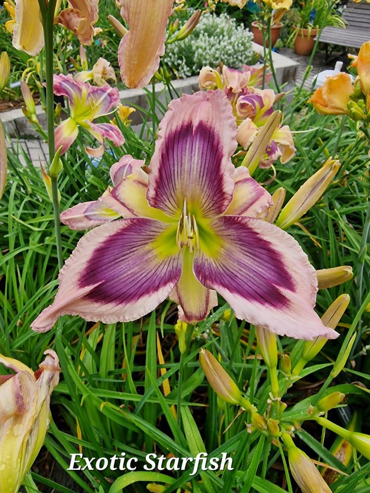 Photo of the bloom of Daylily (Hemerocallis 'Exotic Starfish') posted ...