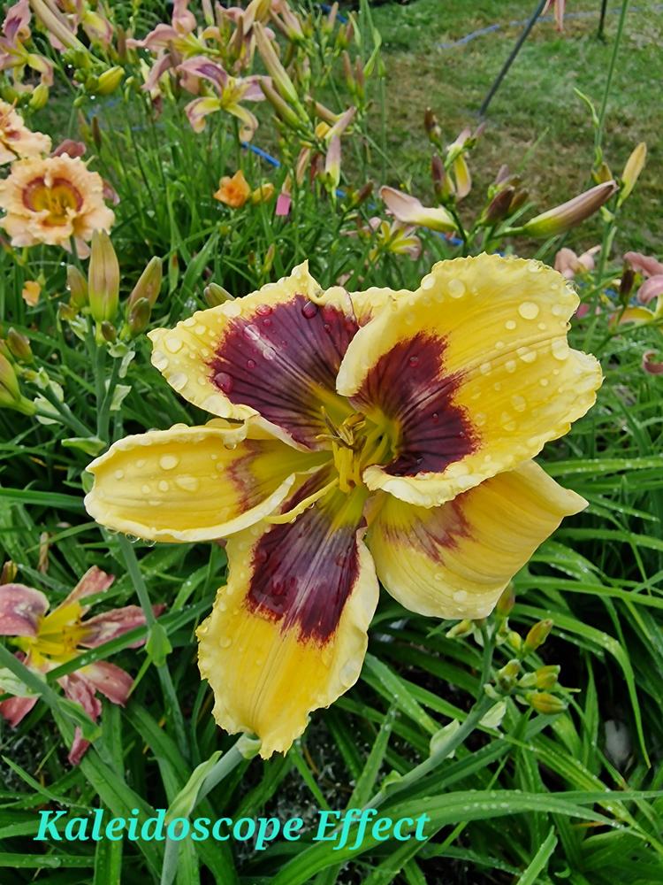 Daylily (Hemerocallis 'Kaleidoscope Effect') in the Daylilies Database - Garden.org