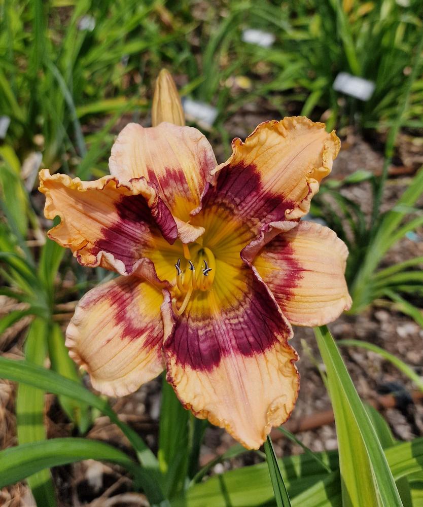 Photo of the bloom of Daylily (Hemerocallis 'Exotic Pattern') posted by ...