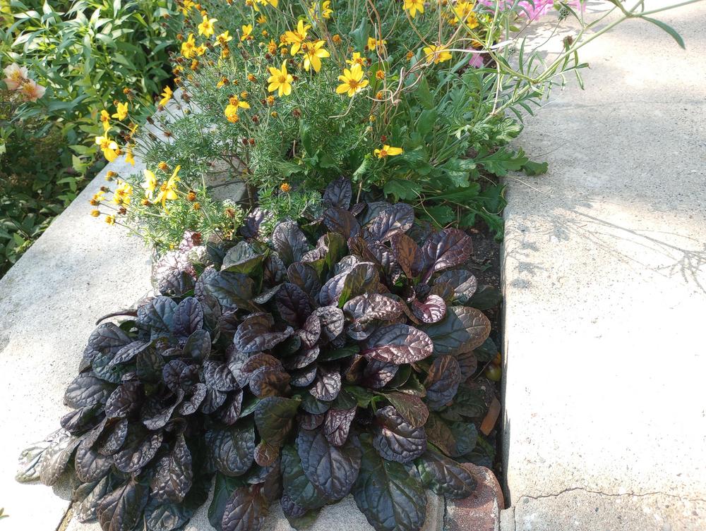 Photo of the entire plant of Bugleweed (Ajuga reptans Feathered Friends ...