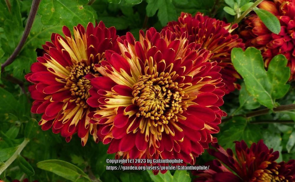 Spray Mum (Chrysanthemum 'Karen Taylor') - Garden.org