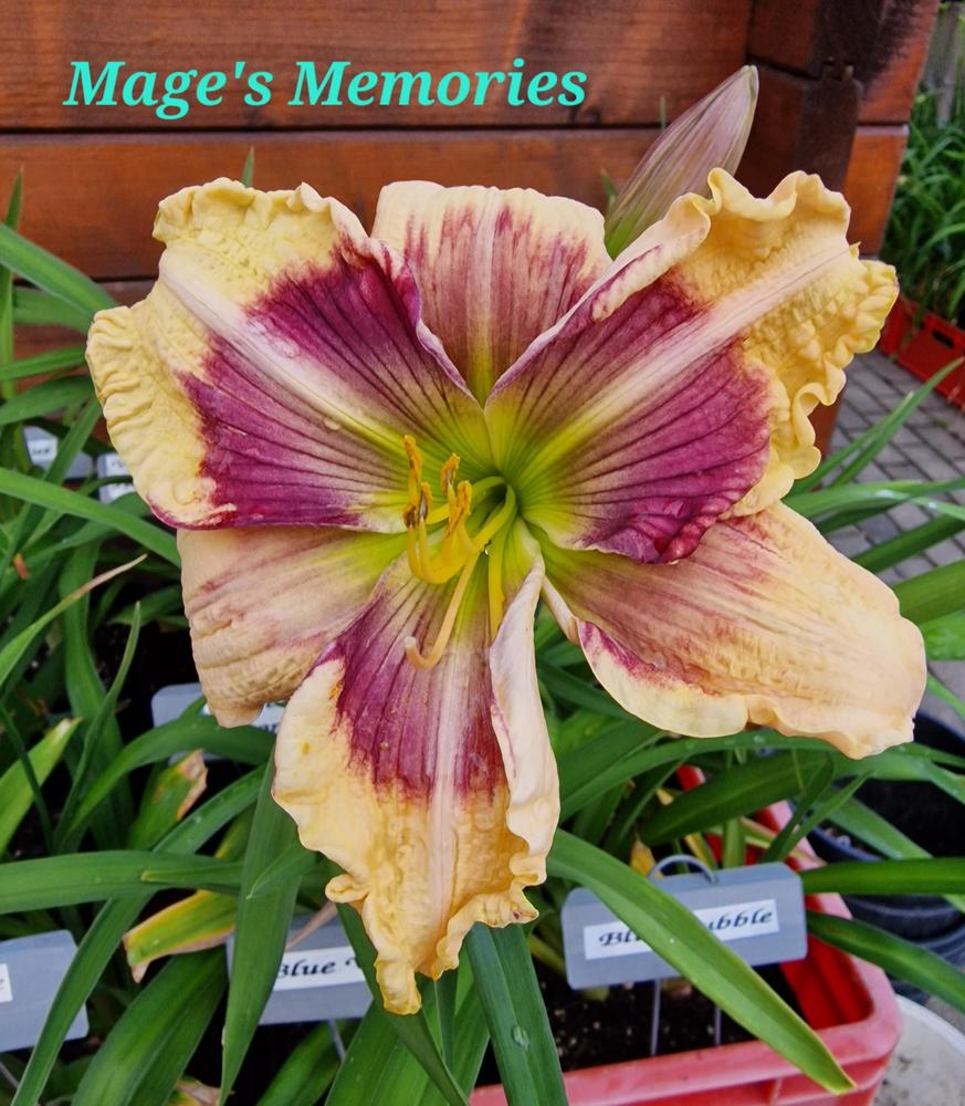 Photo of the bloom of Daylily (Hemerocallis 'Mage's Memories') posted ...