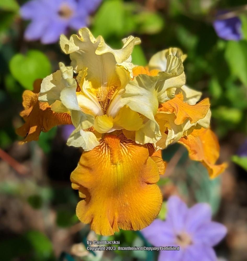 Photo of the bloom of Tall Bearded Iris (Iris 'Fall Fiesta') posted by ...