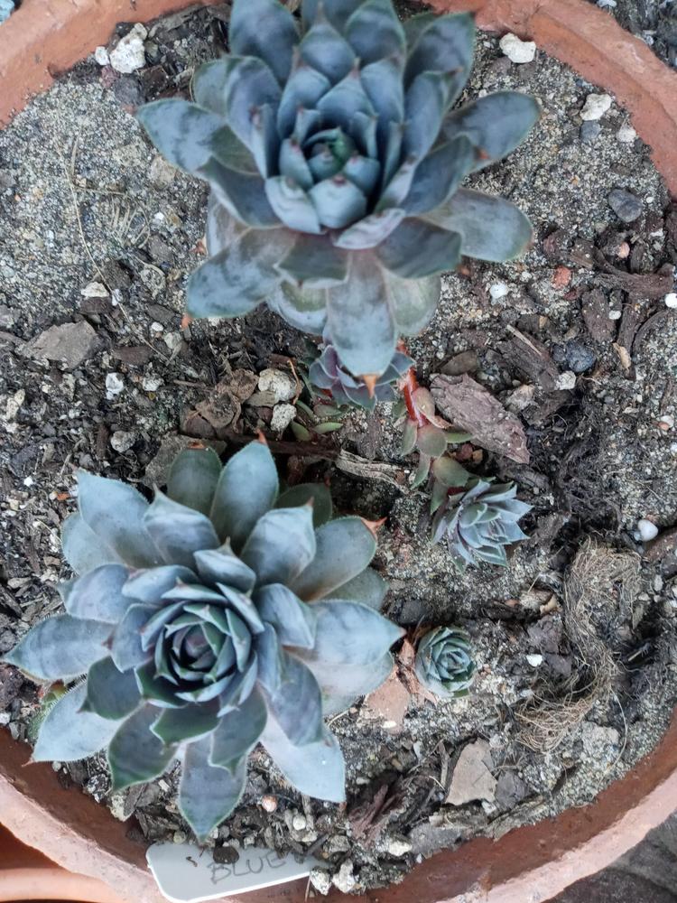 Photo of the entire plant of Hen and Chicks (Sempervivum 'Blue Balou ...