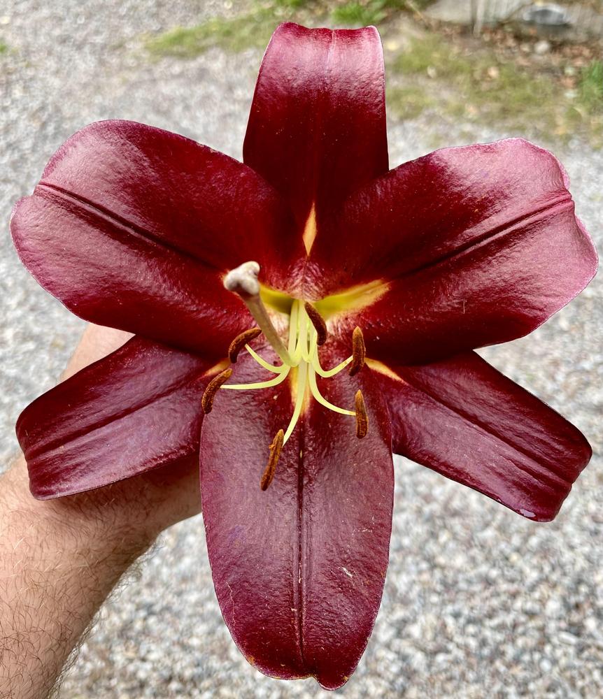 Lily (Lilium 'Booster') in the Lilies Database - Garden.org