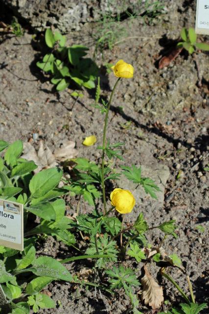 Photo of the entire plant of Globe Flower (Trollius europaeus) posted ...