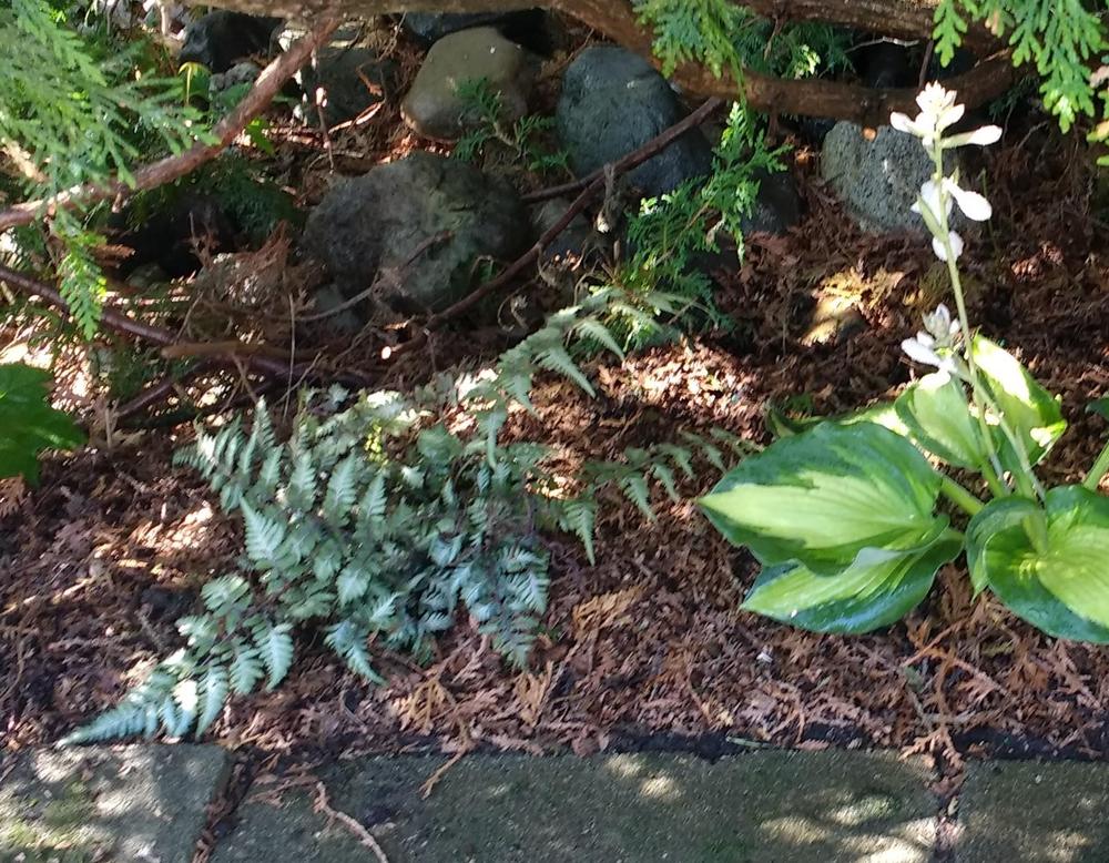 Painted Fern (Athyrium 'Godzilla') - Garden.org
