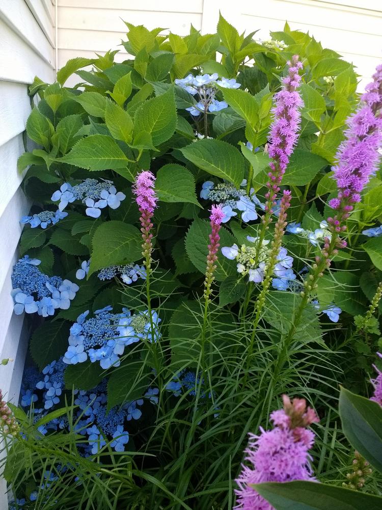 Photo of the bloom of Lacecap Hydrangea (Hydrangea macrophylla Forever ...