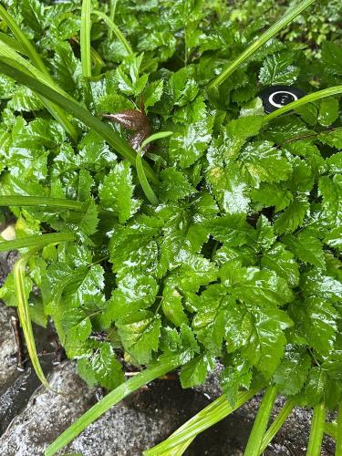 Goutweed in the Plant ID forum - Garden.org