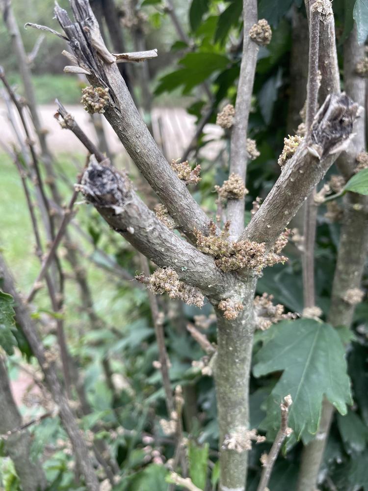 Rose of Sharon Disease help in the Ask a Question forum - Garden.org