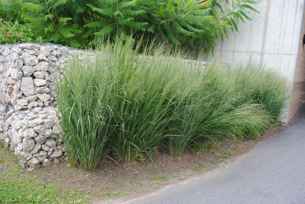 Photo of the entire plant of Upright Switch Grass (Panicum virgatum ...