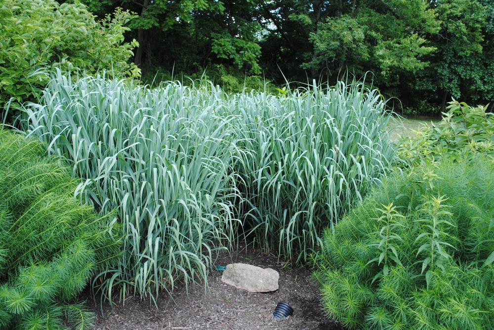 Photo of the leaves of Switchgrass (Panicum virgatum 'Dallas Blues ...