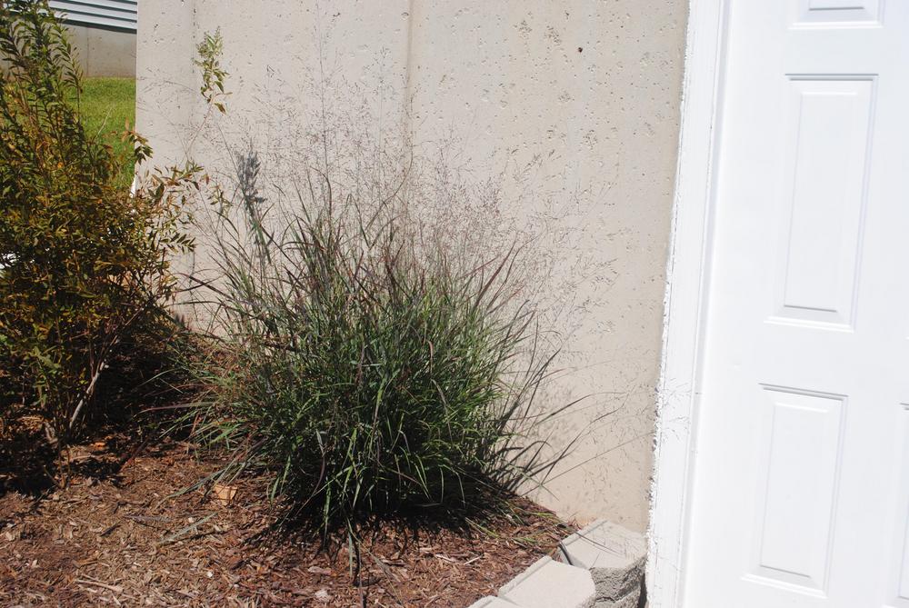 Photo of the entire plant of Switchgrass (Panicum virgatum Prairie ...