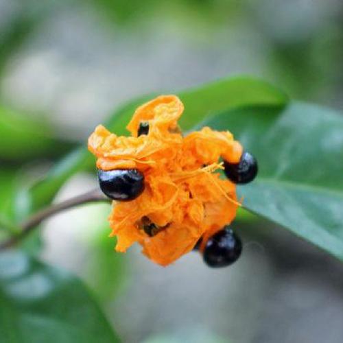 African Honeysuckle (Turraea heterophylla) - Garden.org