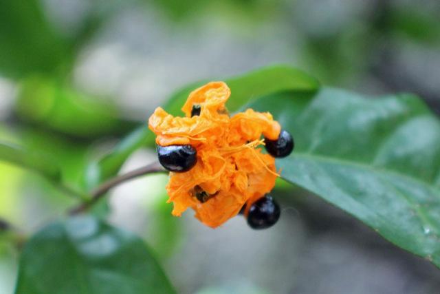 African Honeysuckle (Turraea heterophylla) - Garden.org