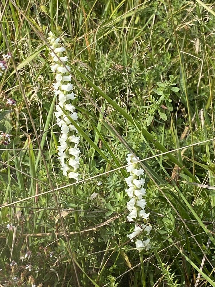 Photo of the bloom of Nodding Lady's Tresses (Spiranthes cernua) posted ...