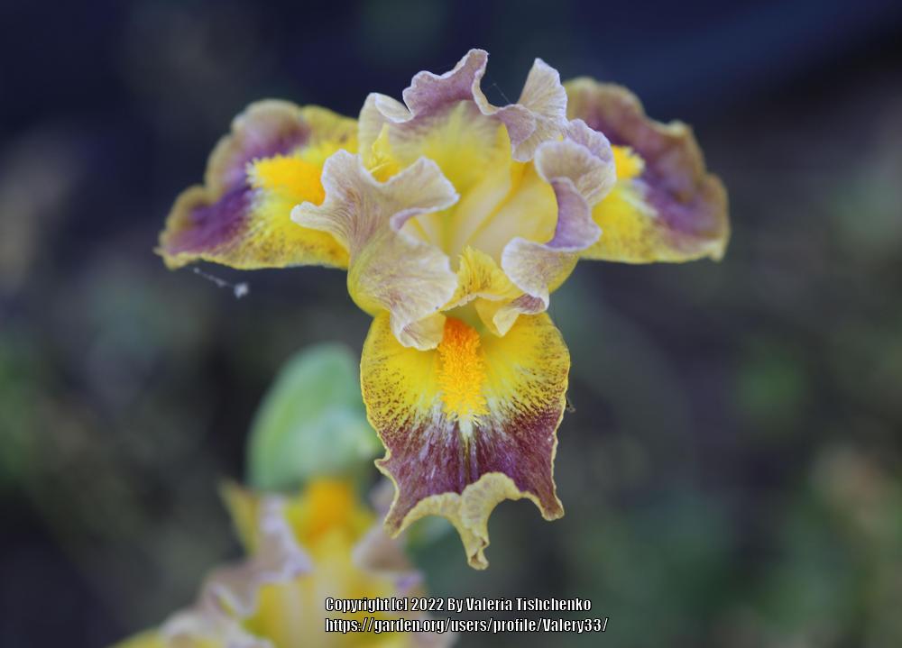 Photo of the bloom of Standard Dwarf Bearded Iris (Iris 'Sun Going Down ...