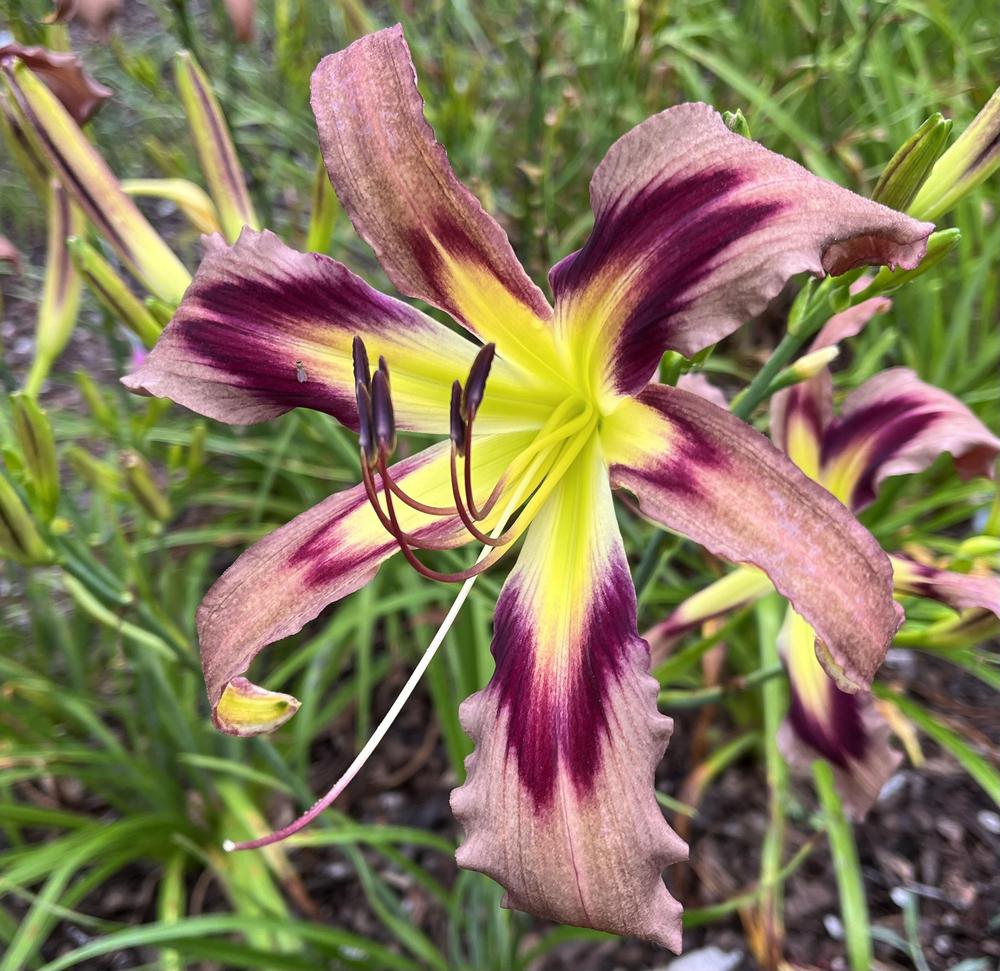 Daylily (Hemerocallis 'Xahea') in the Daylilies Database - Garden.org