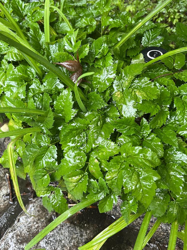 Goutweed in the Plant ID forum - Garden.org