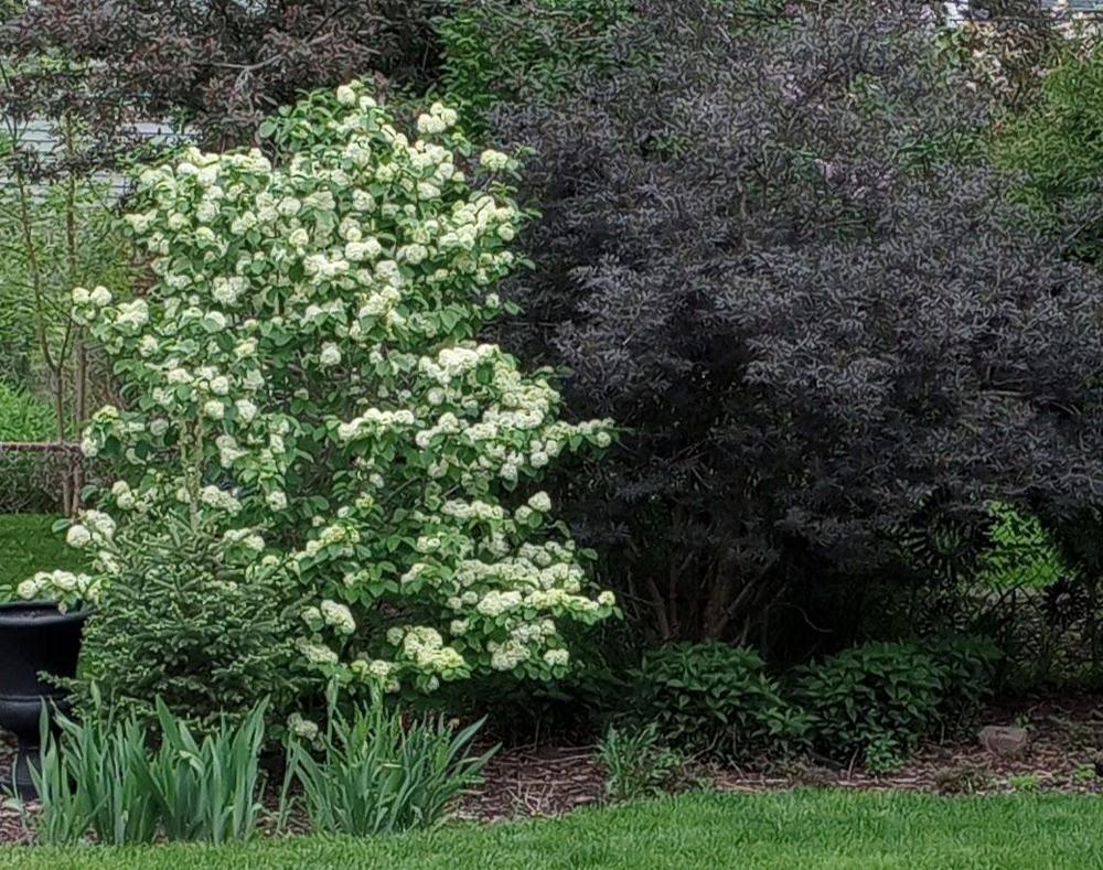 Photo of the entire plant of Japanese Snowball Bush (Viburnum plicatum ...