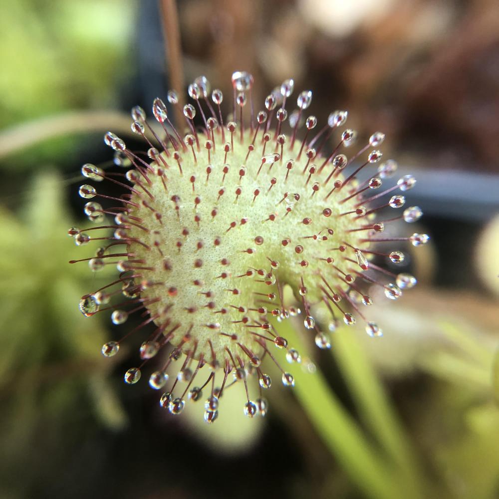 Sundew (Drosera prolifera) - Garden.org