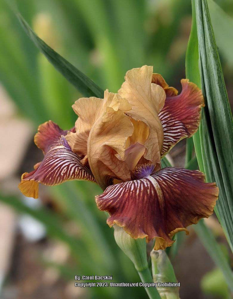 Intermediate Bearded Iris (Iris 'Fall Decor') in the Irises Database ...