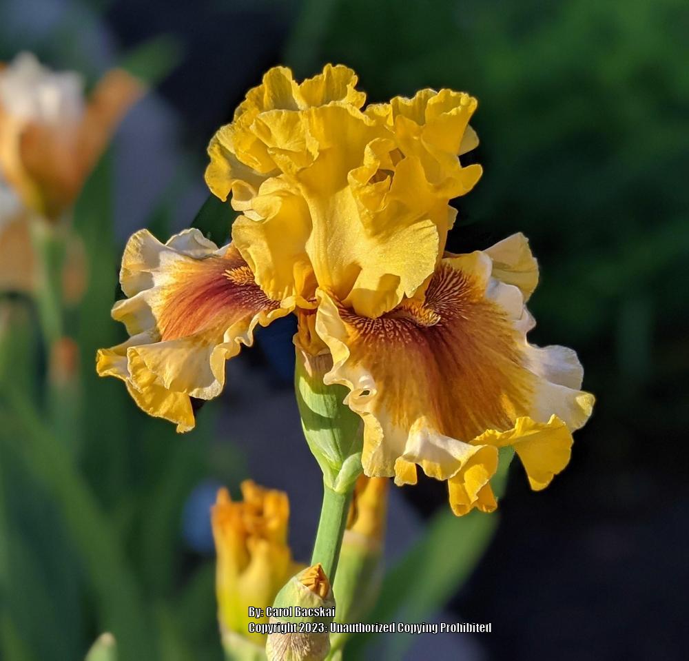 Photo of the bloom of Tall Bearded Iris (Iris 'Autumn Tease') posted by ...