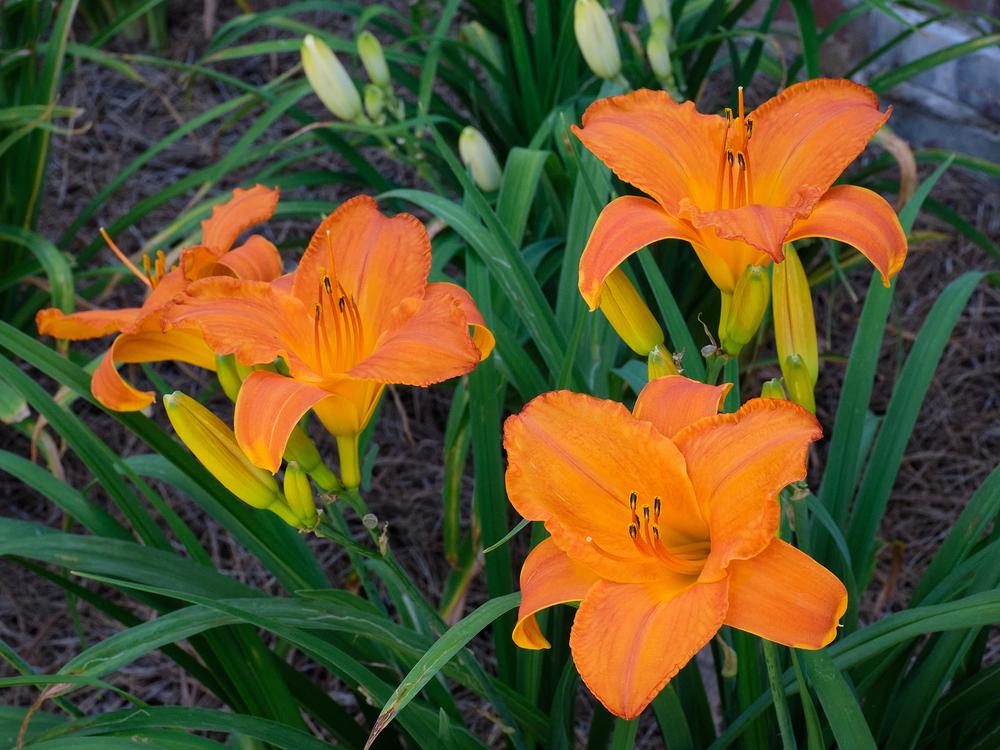 Photo of the bloom of Daylily (Hemerocallis 'Mauna Loa') posted by ...