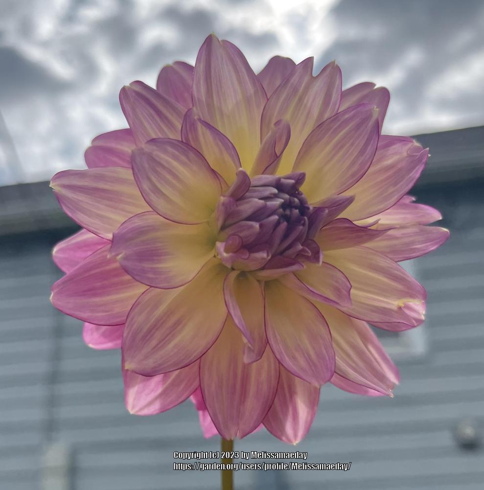 Photo of the bloom of Dahlia 'AC Twisp' posted by Melissamaeday ...