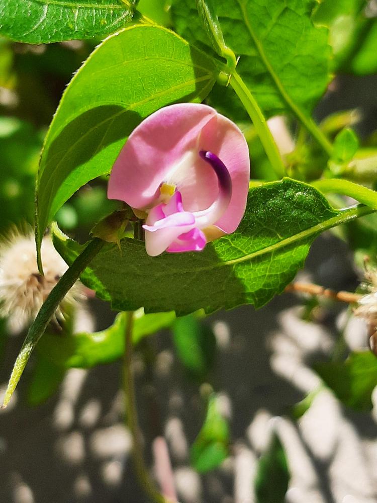 Beach pea (Lathyrus japonicus) - Garden.org
