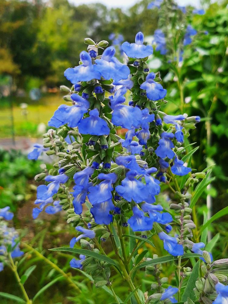 Photo of the bloom of Blue Sage (Salvia azurea) posted by pixie62560 ...