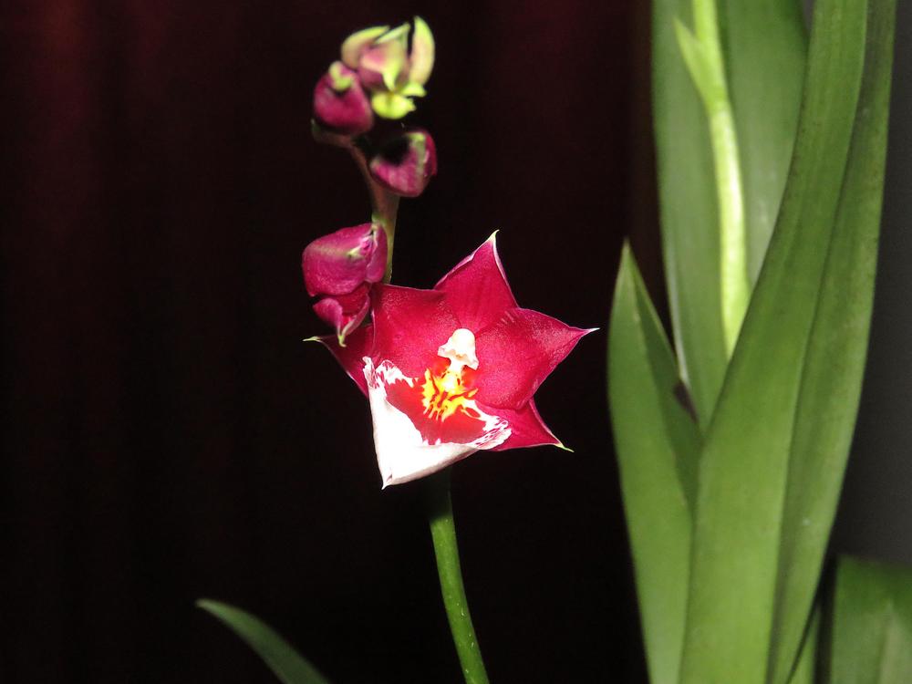 Orchid (Oncidopsis Onolicious 'Vivid') - Garden.org