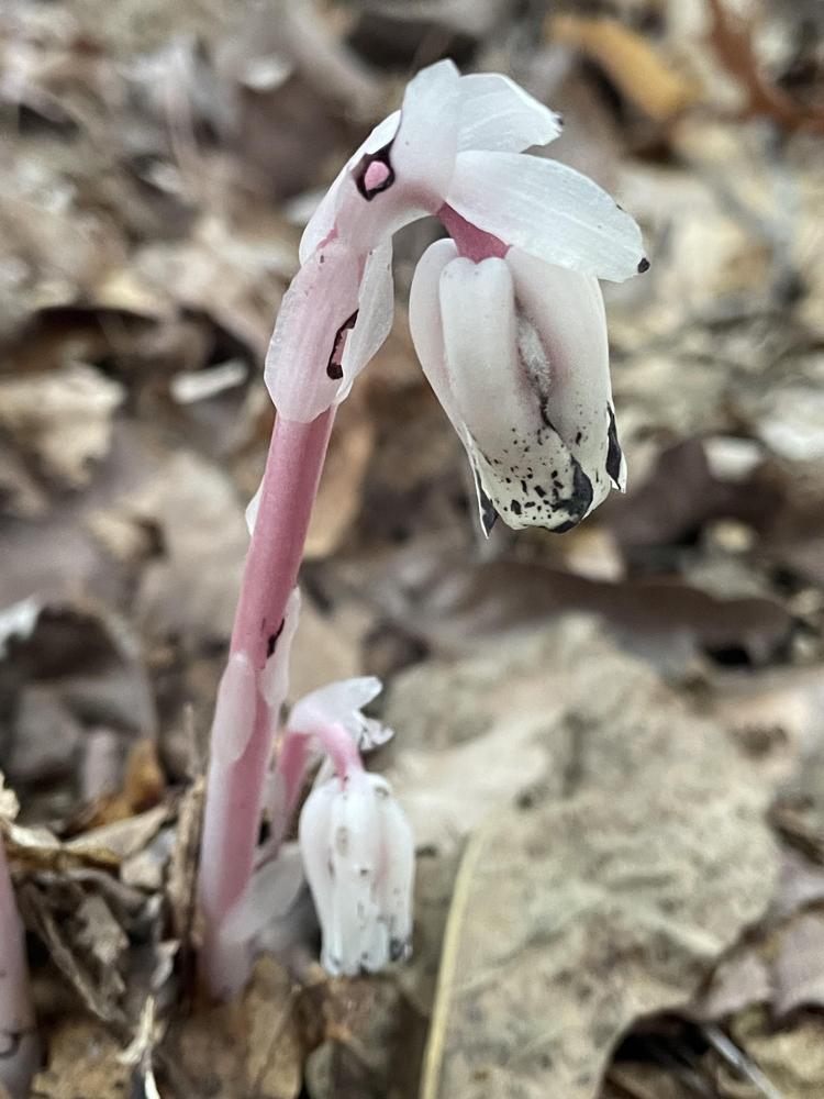Photo of the bloom of Indian Pipe (Monotropa uniflora) posted by Bboy ...