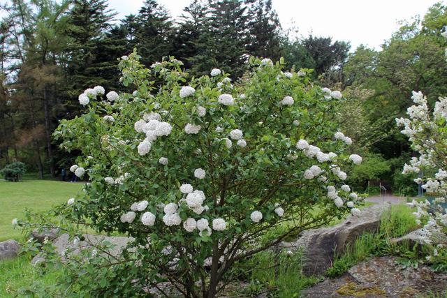 Photo of the entire plant of Fragrant Snowball (Viburnum x carlcephalum ...