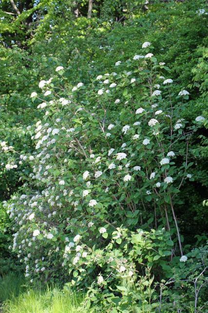 Photo of the entire plant of Wayfaring Tree (Viburnum lantana) posted ...