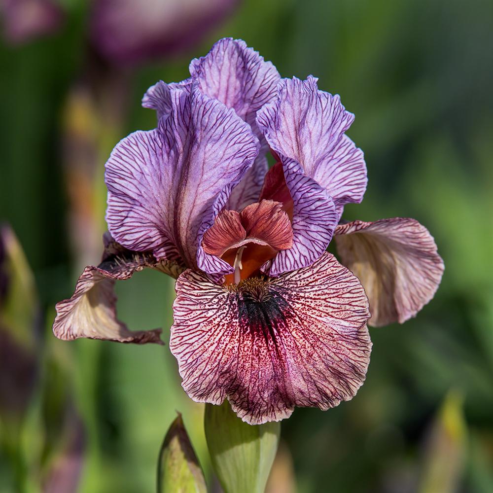 Arilbred Iris (Iris 'Enchanted Vista') in the Irises Database - Garden.org