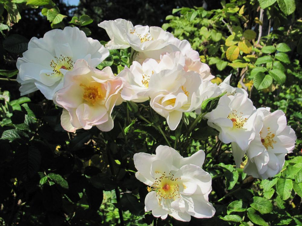 Photo of the bloom of Rose (Rosa 'Oscar Peterson') posted by ...