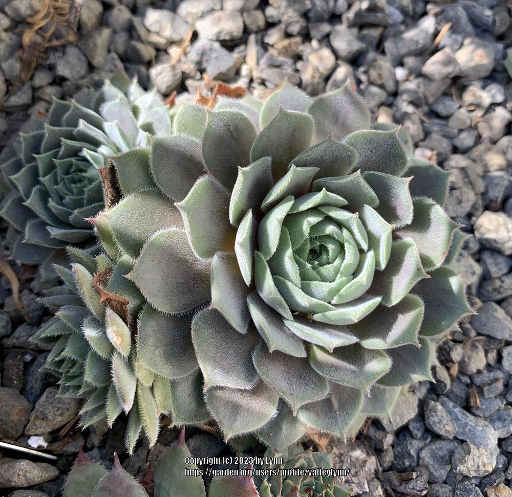 Hen and chicks (Sempervivum 'Baby Powder') in the Sempervivum Database ...
