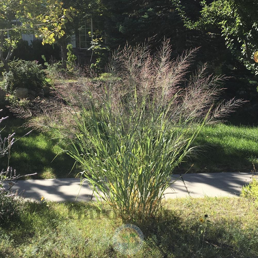 Photo of the entire plant of Switchgrass (Panicum virgatum 'Dallas ...