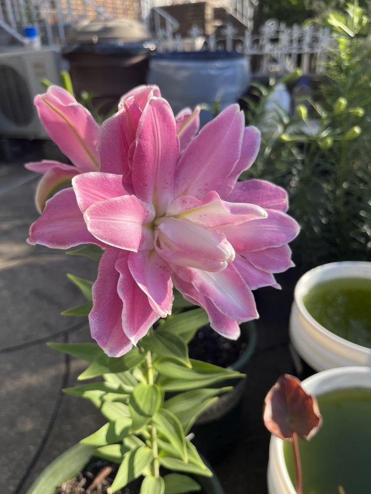 Lily (Lilium 'Lotus Wonder') in the Lilies Database - Garden.org