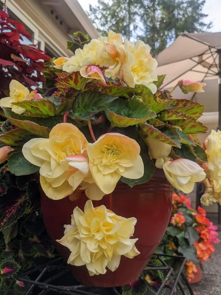 Tuberous Begonia (Begonia Fragrant Falls® Lemon) in the Begonias ...