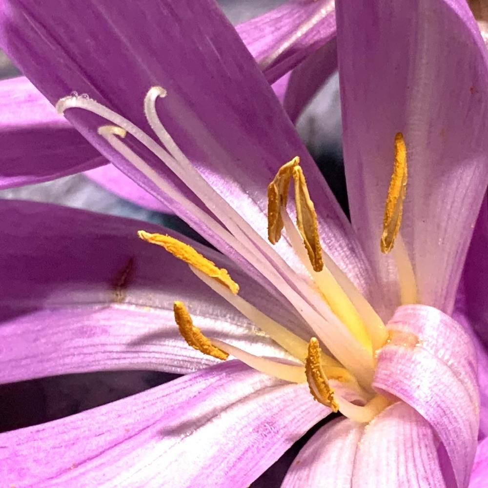 Photo of the stamens, filaments and pistils of False Autumn Crocus ...