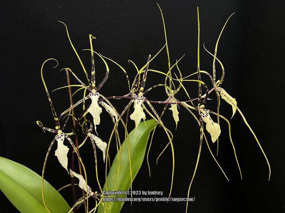 Photo of the bloom of Orchid (Brassidium Kenneth Bivin 'Santa Barbara ...