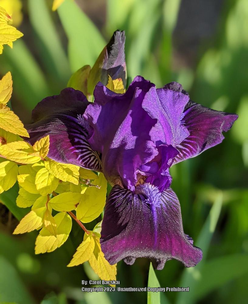 Photo of the bloom of Standard Dwarf Bearded Iris (Iris 'Autumn Jester ...