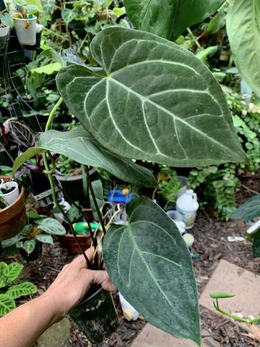 'Endless Forms Most Beautiful' The aroid photo gallery in the ...