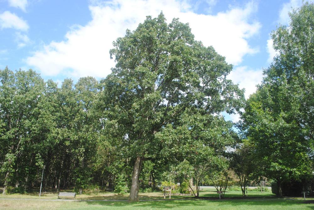 Photo of the entire plant of Post Oak (Quercus stellata) posted by ...