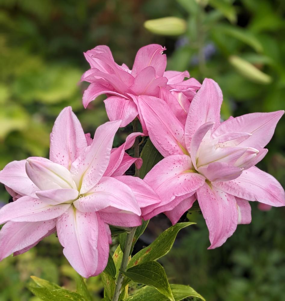 Photo of the bloom of Lily (Lilium 'Lotus Spring') posted by Joy ...