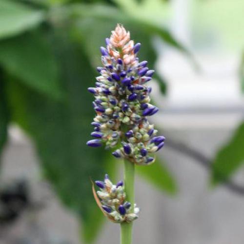 Aristea (Aristea capitata) - Garden.org