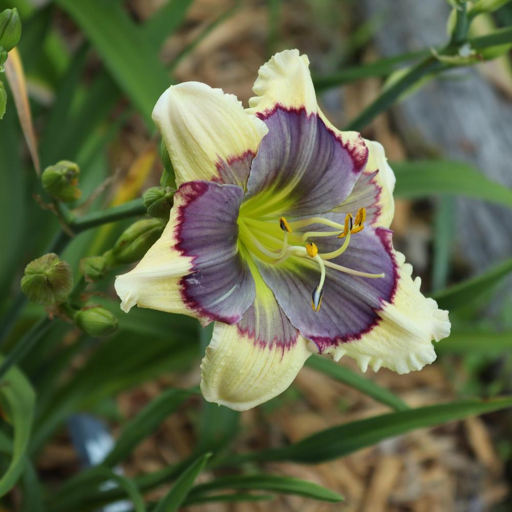 Photo of the bloom of Daylily (Hemerocallis 'Lillian's Got an Eyeful ...